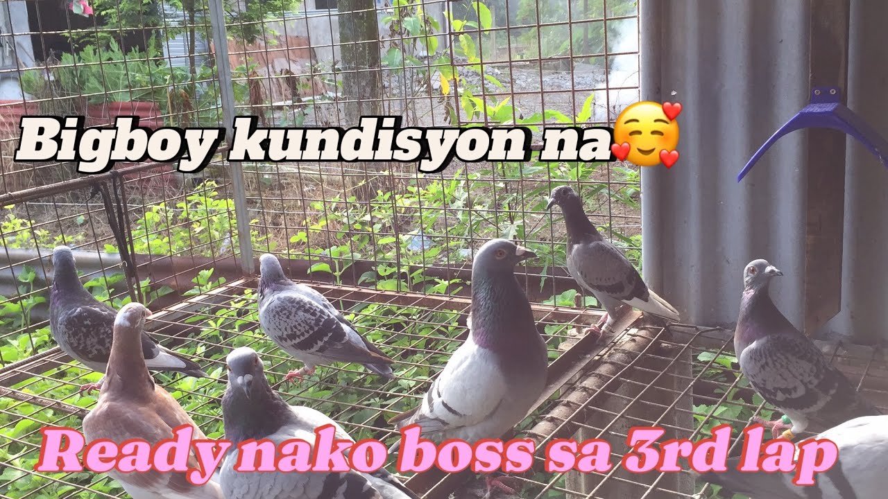 KUNDISYON NA SI BIGBOY!! UPDATE NARIN SA MGA BREEDERS NATIN - YouTube