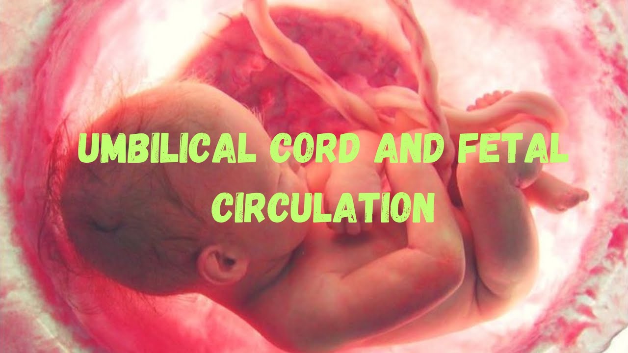 Umbilical Cord And Fetal Circulation: Navigating the Pathways of Oxygen ...