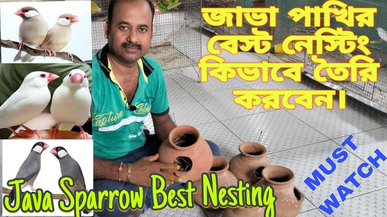 How To Make Java Sparrow Clay Pot/জাভা পাখির নেস্টিং কিভাবে তৈরি করবেন/Nesting Material Java ...