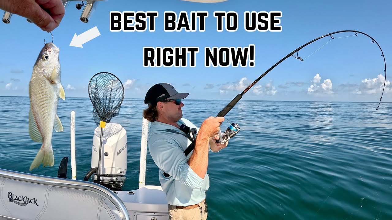 Try THESE Tactics to Catch More Fish Off The Beach And On The Reefs ...