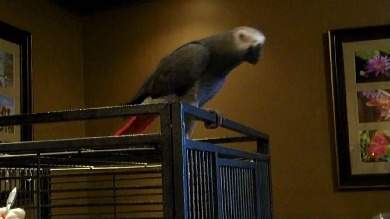Introducing Mickey, the talking African Grey Parrot! - YouTube