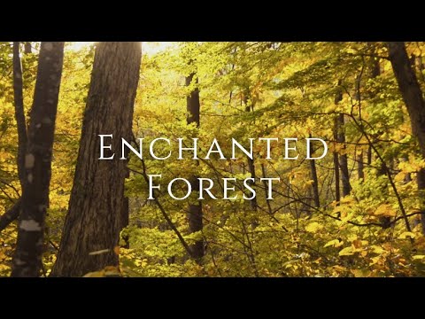 Enchanted Fall Forest Birdsong - 3hrs of Healing Nature - YouTube