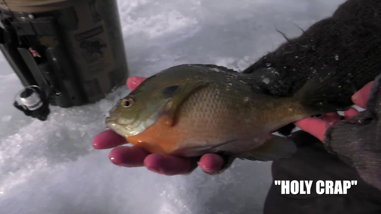 11 inch Bluegill? - YouTube