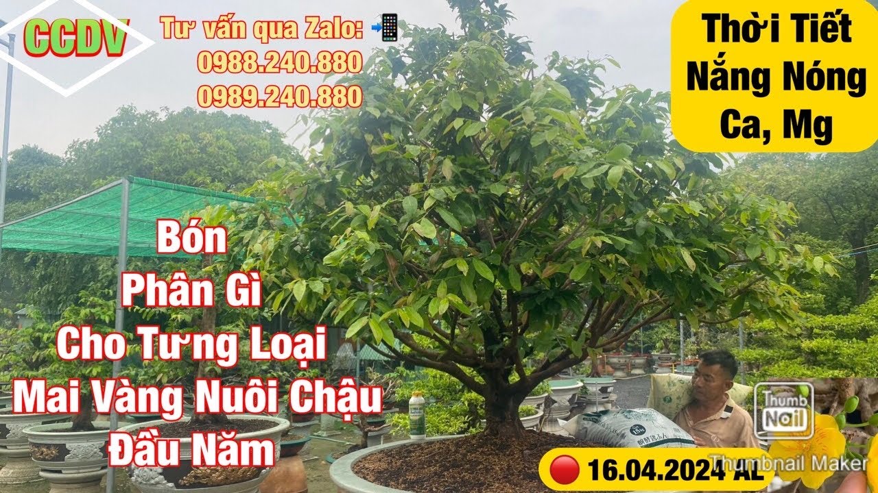 🔴 CCDV # 250. Bón Phân Gì Cho Từng Loại Mai Vàng Nuôi Chậu Trong Giai ...