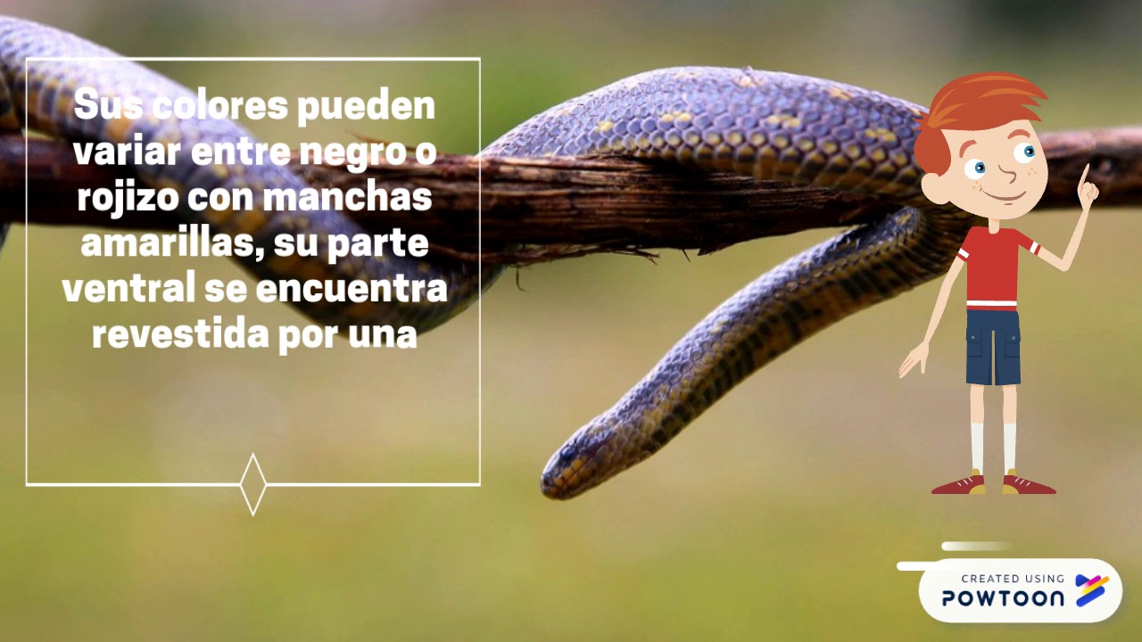 Serpiente Sabanera - YouTube