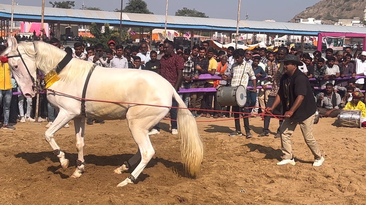 #पुष्कर Horse Dance competition - YouTube
