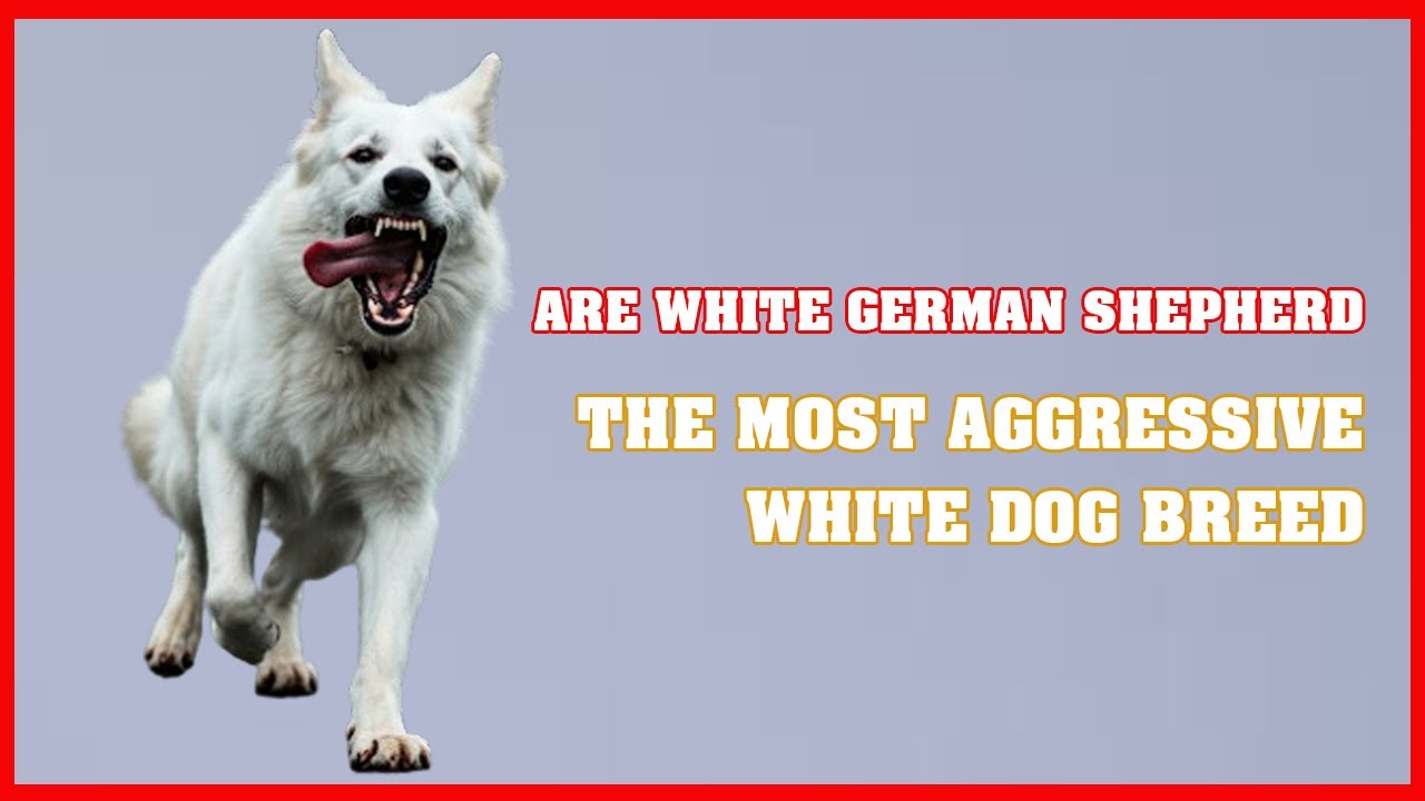 Are White German Shepherds the Most Aggressive White Dog Breed - YouTube