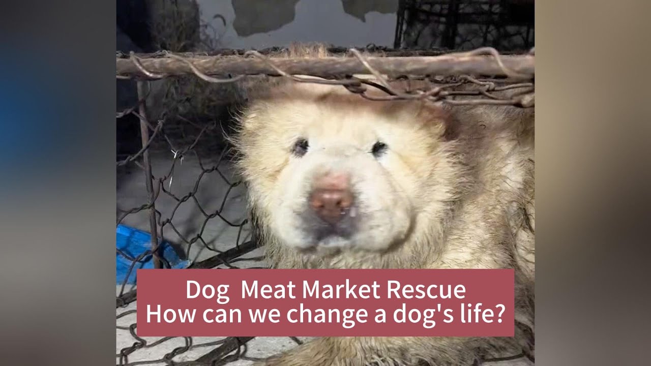 Dog Meat Market Rescue, how can we change a dog's life? - YouTube