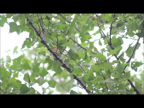 Ağaç tepesinde öten kuş - Kızılgerdan ya da Nar bülbülü (Erithacus rubecula)
