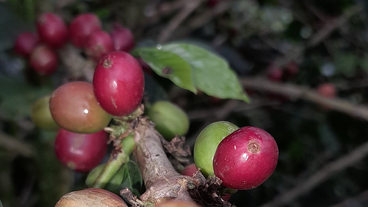 Café castillo tambo alta producción, #caficultura #colombia #coffee ...
