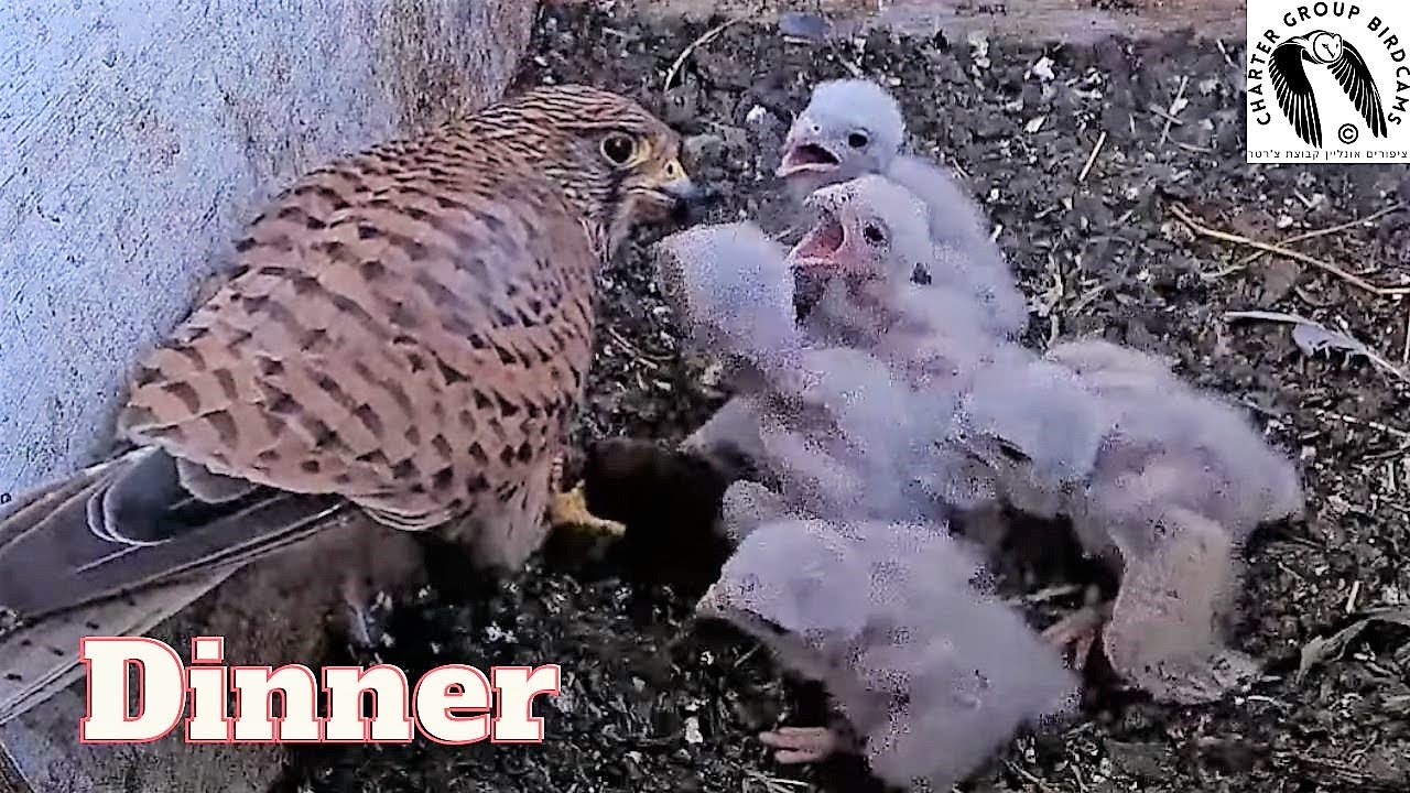 Mother Kestrel Lovingly Feeds Her Adorable Brood Of 6 Hungry Babies ...