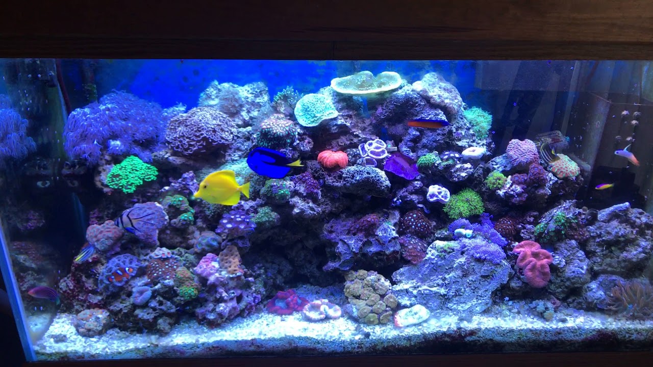 My 90g reef tank update 3 year later - YouTube