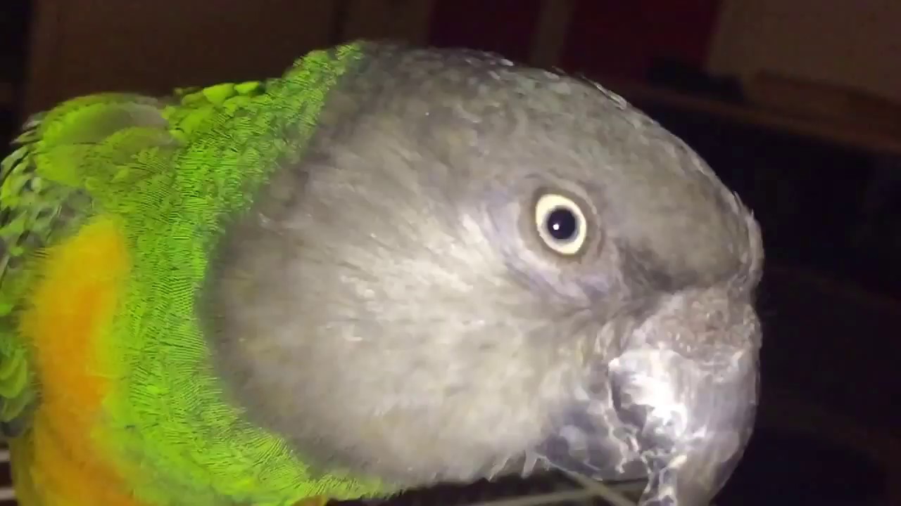 Amazing parrot blinking Slow Mo - YouTube