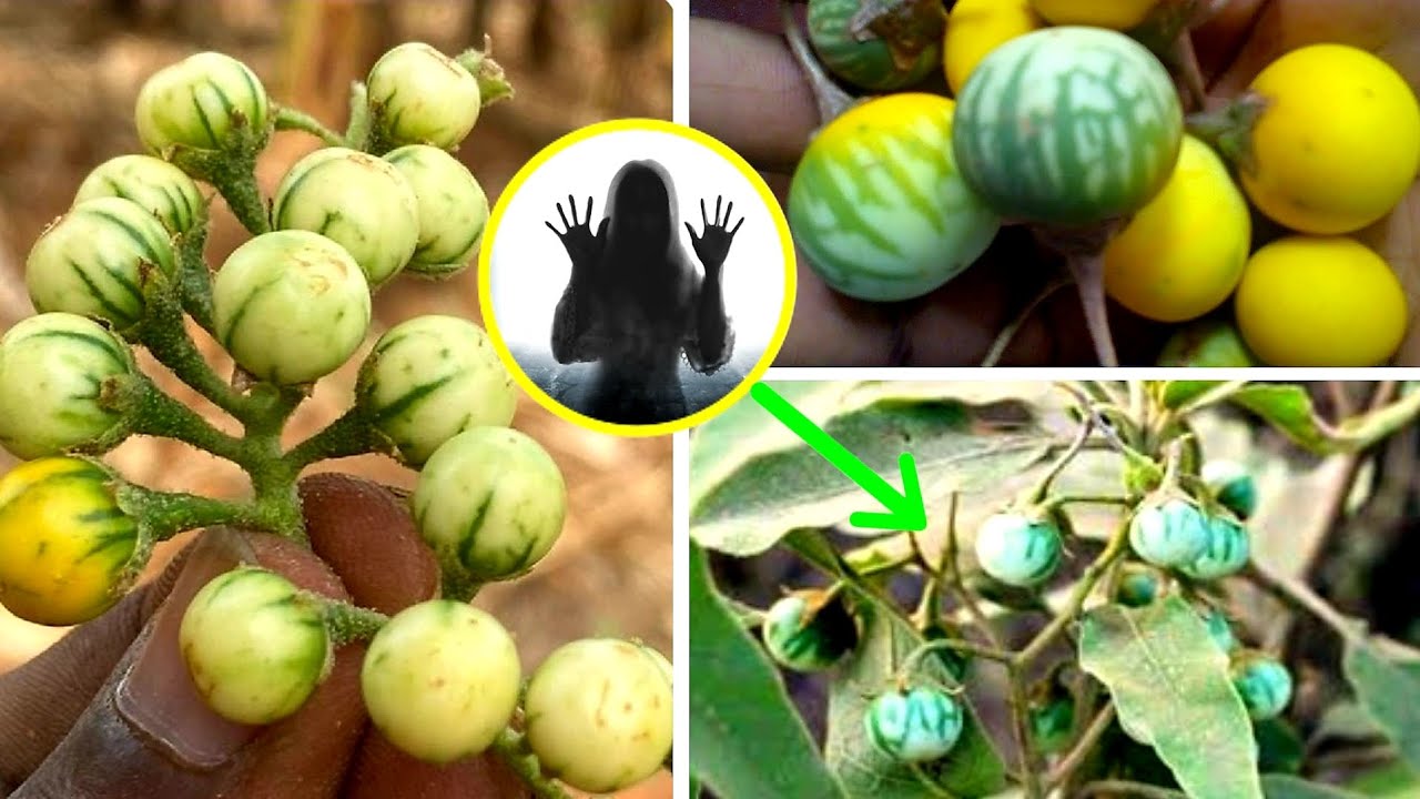 MAAJABU YA MMEA WA NDULELE AU NTULA NTULA NI KIBOKO YA WACHAWI, MAPENZI ...
