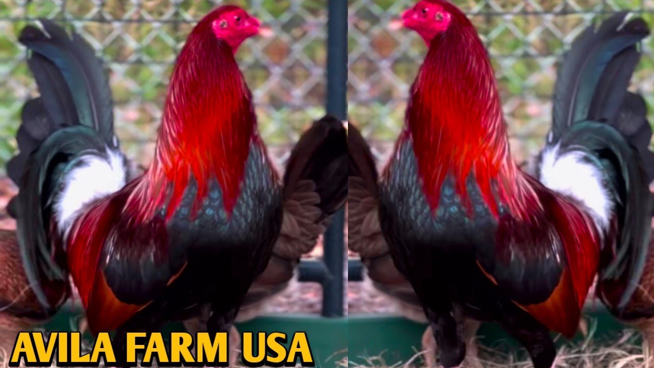 Roundhead Grey Kelso - AVILA FARM USA - YouTube