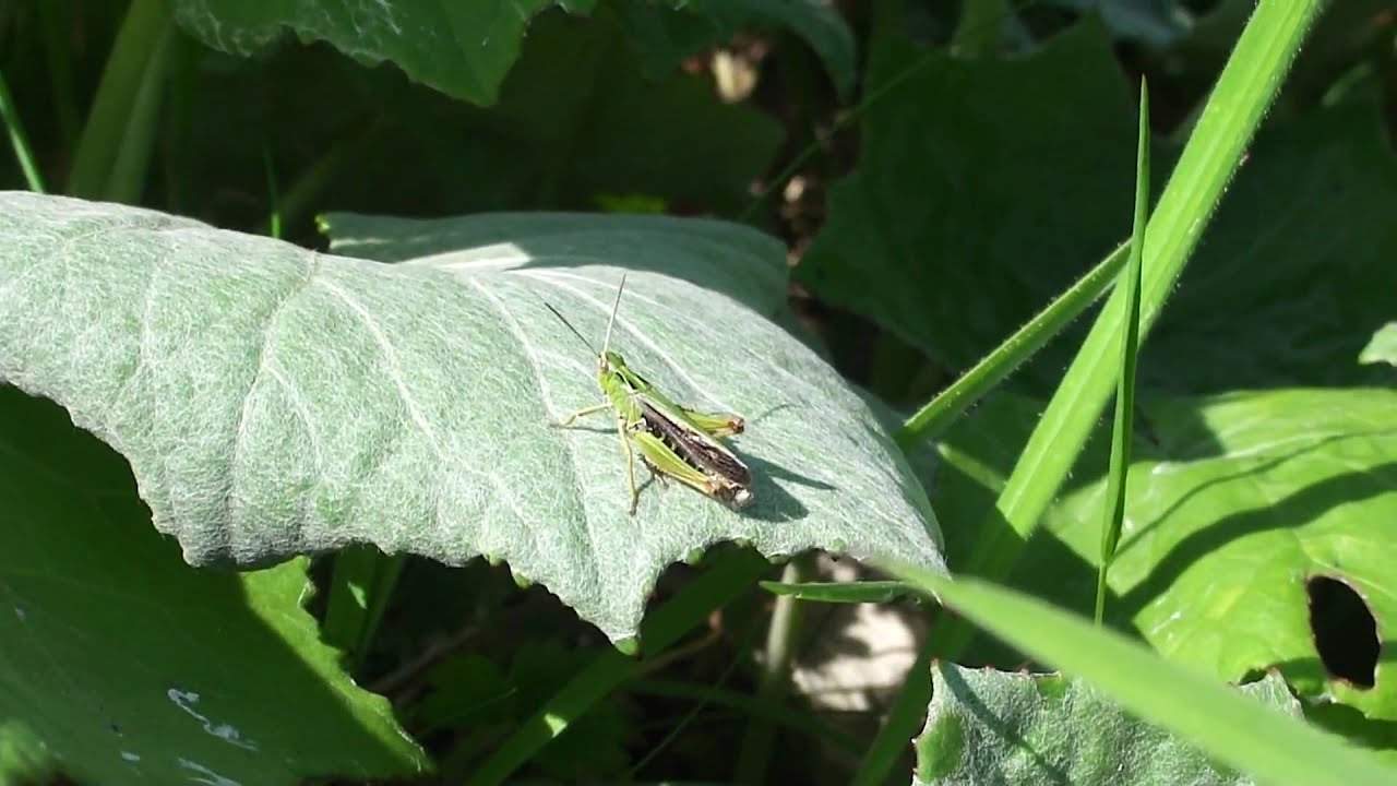 Ah, two grasshoppers! - YouTube