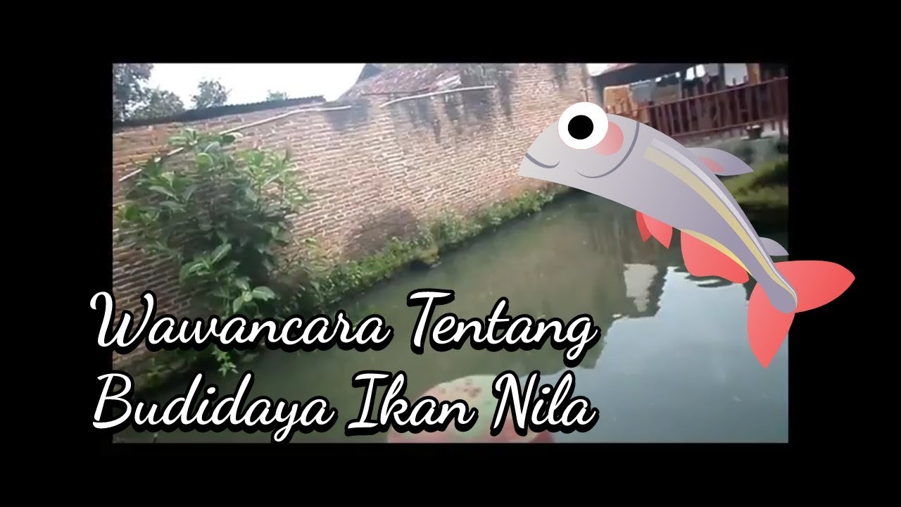 Wawancara Tentang Budidaya Ikan Nila Youtube