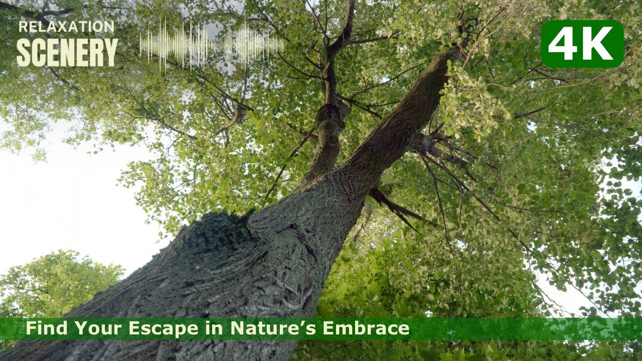 🍀 4K Nature Video: Serene Forest & Waterfall Sounds for Meditation ...