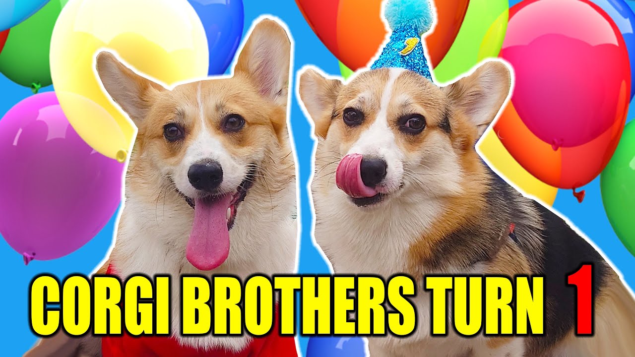 Celebrating One-Year: An EPIC Birthday Party for the Cutest Corgi - YouTube