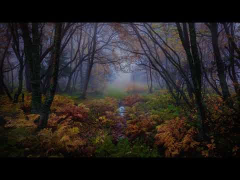 📚🍂 Chopin Meets Dark Academia: An Enchanting Autumn Aesthetic 🎶🕯️