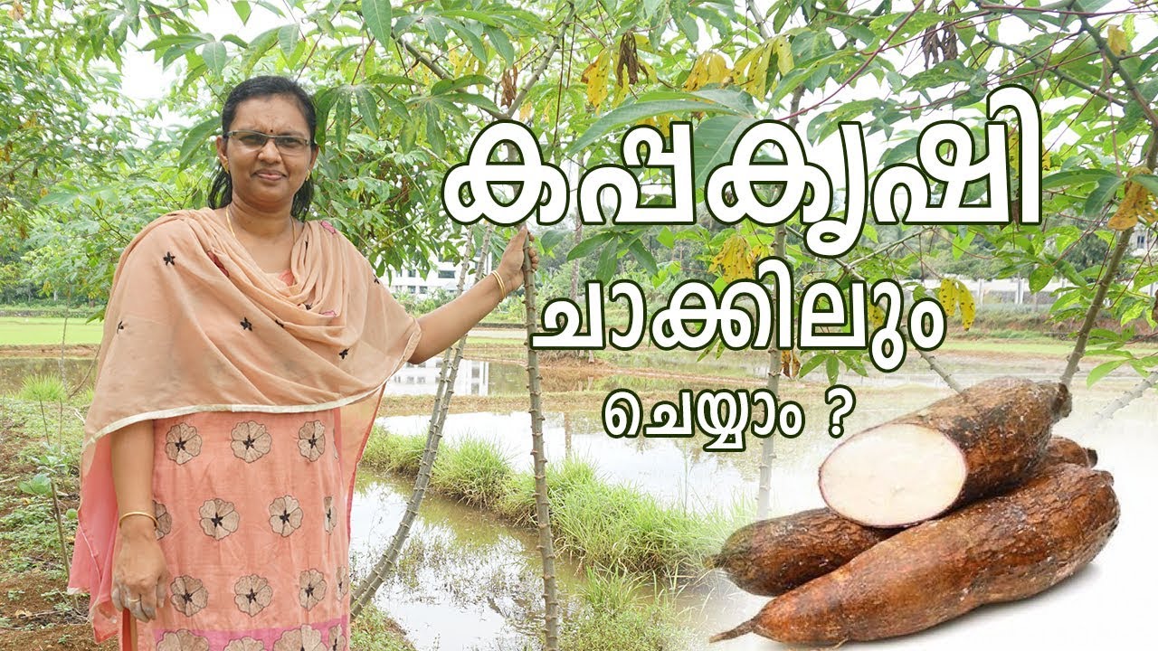 കപ്പ കൃഷി ജൈവരീതിയിൽ Organic tapioca cultivation - YouTube