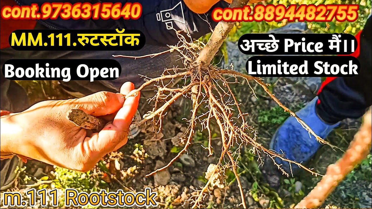#Local_RootStock //Healthy mm.111 Mother Plant are available (Limited ...