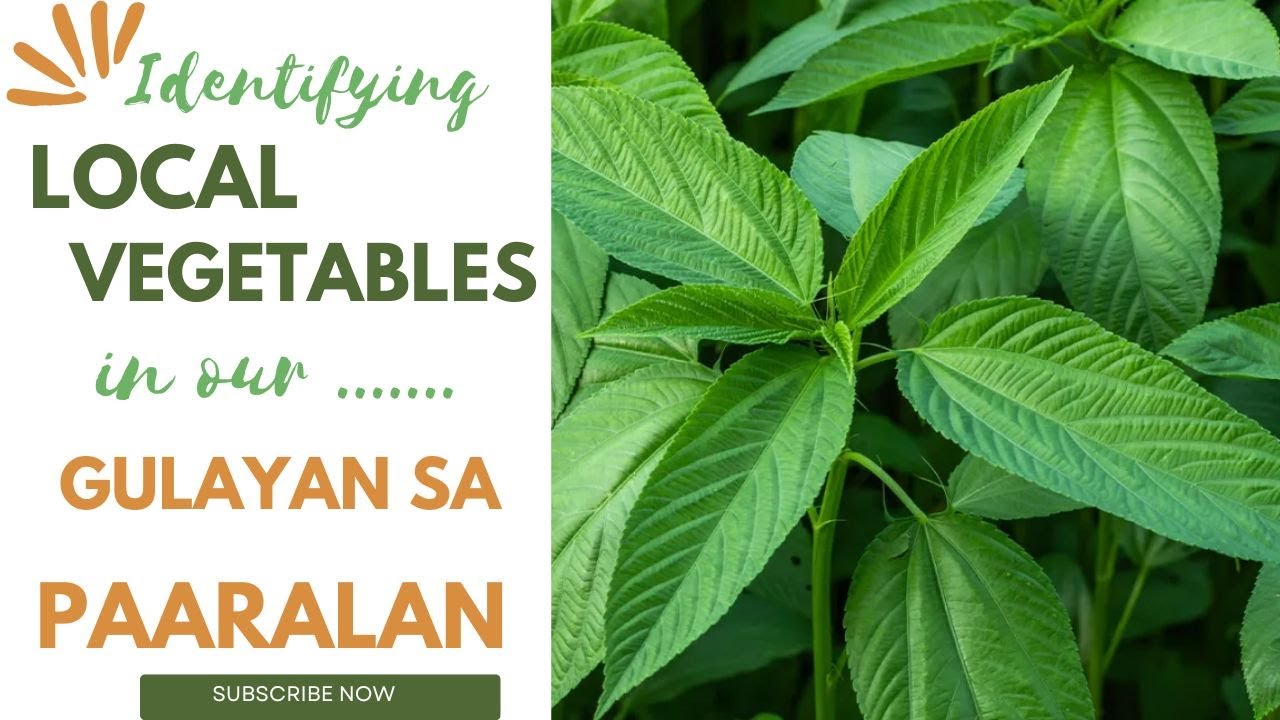 VEGGIE-Bunners, "Garden Tour" Identifying Indigenous Vegetables or ...