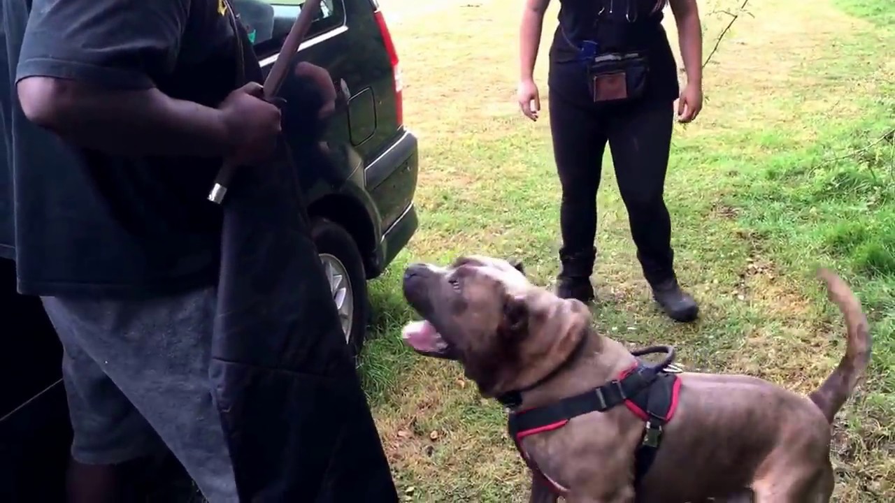 XXL Bully Protection Training " Long Send" with hold and bark and ...
