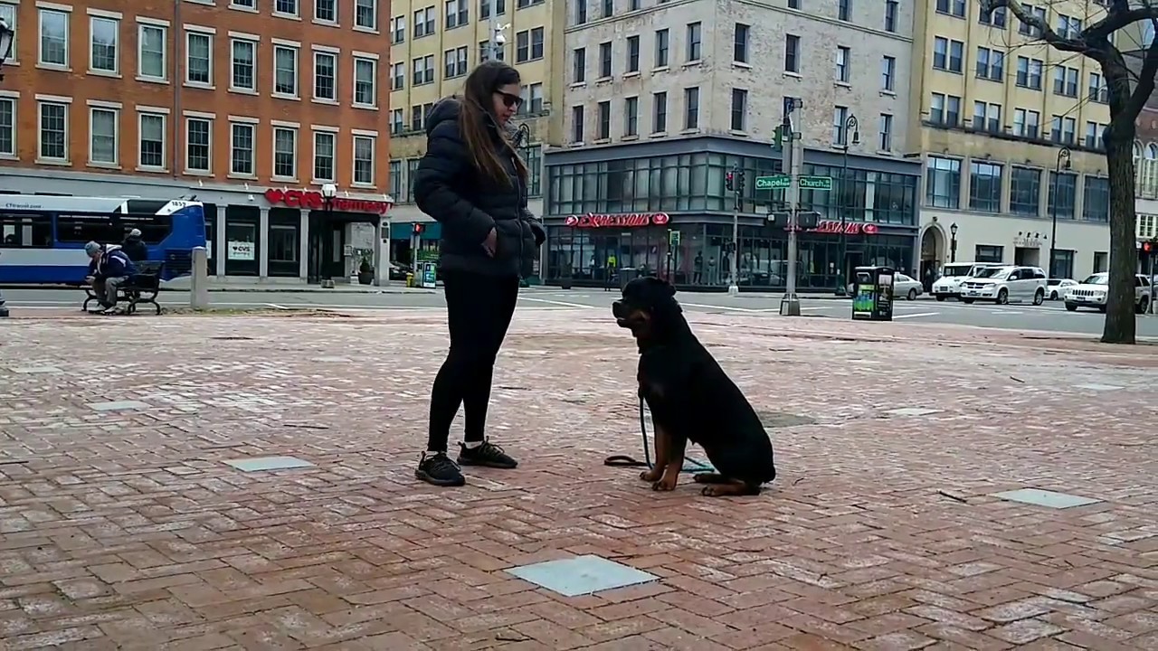 Connecticut Dog Trainers / Stamford New Haven Dog Trainers / 6 Year Old ...