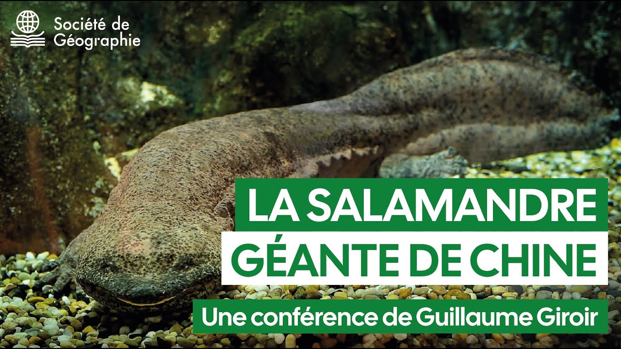 "La salamandre géante de Chine"? Une conférence de Guillaume Giroir ...