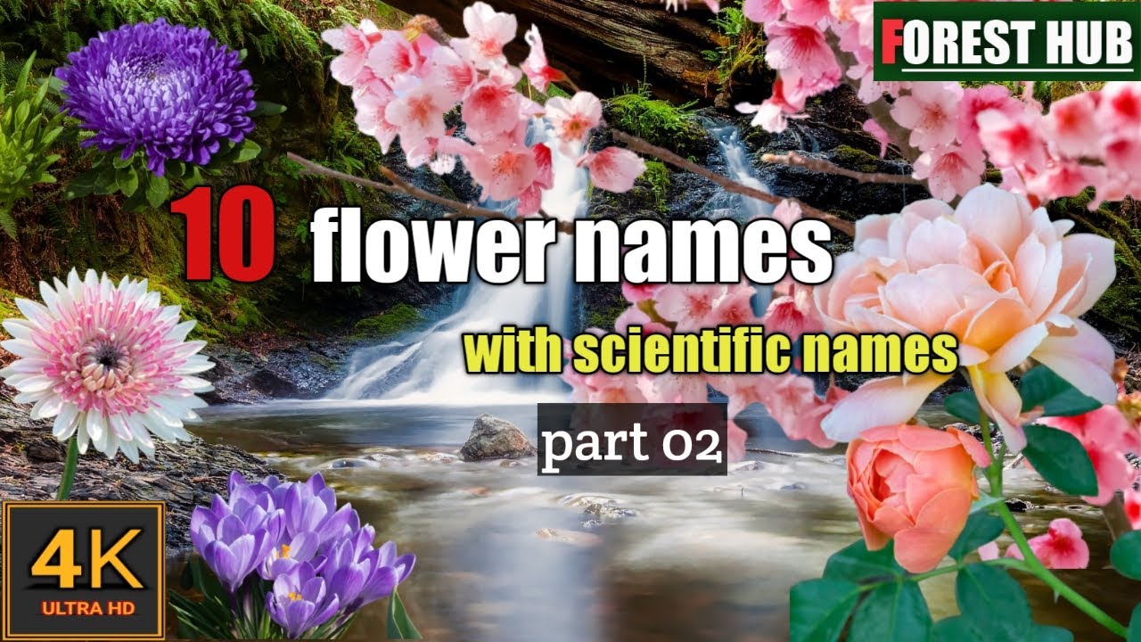 Flower Names In English With Picture And Scientific Names Flowers flower-names-in-english-with-picture-and-scientific-names-flowers