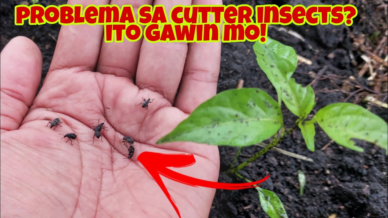 How to Control and Eliminate Cutter Insects in Siling Labuyo? - YouTube