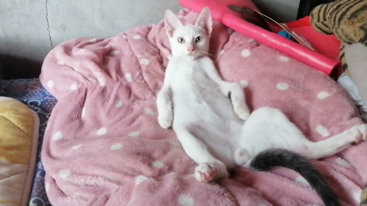 such a cute baby boy cat he always lie down like this🐱 - YouTube