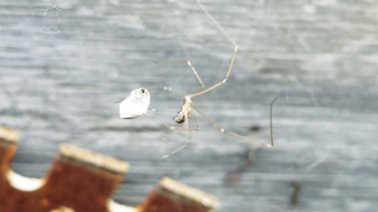 WATCH! Daddy long legs spinning a lady bug! - YouTube
