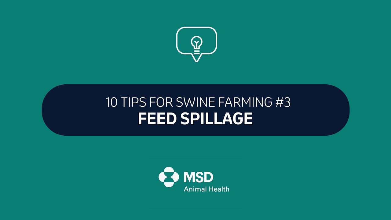 10 Tips for Swine Farming #3: FEED SPILLAGE - YouTube