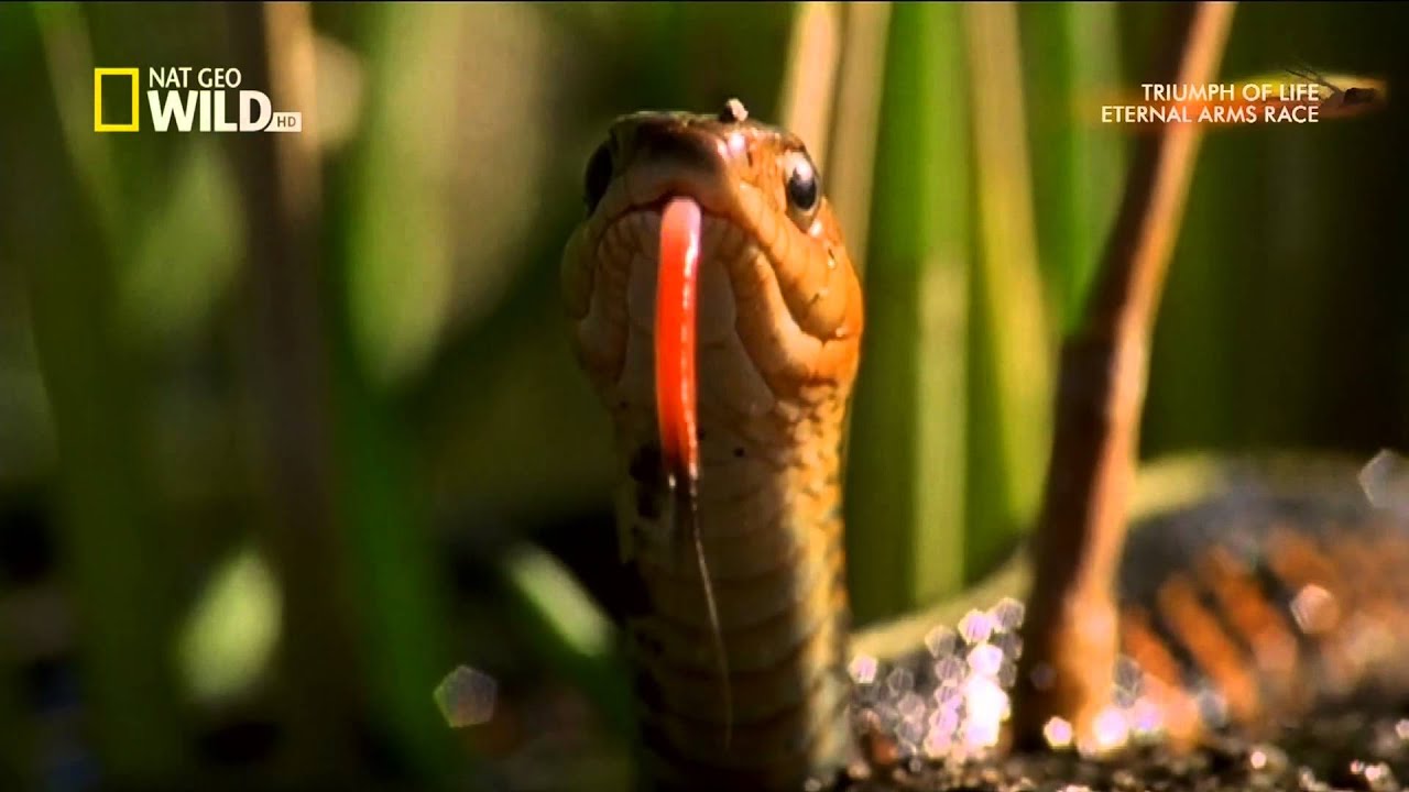 Eternal Arms Race - YouTube