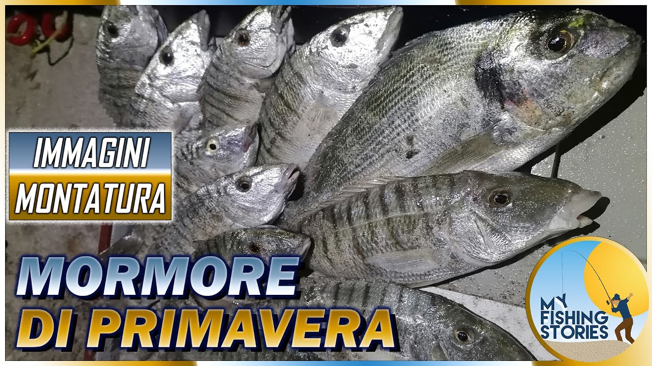 Le prime MORMORE DI PRIMAVERA | Innesco Bibi congelato e Montatura ...