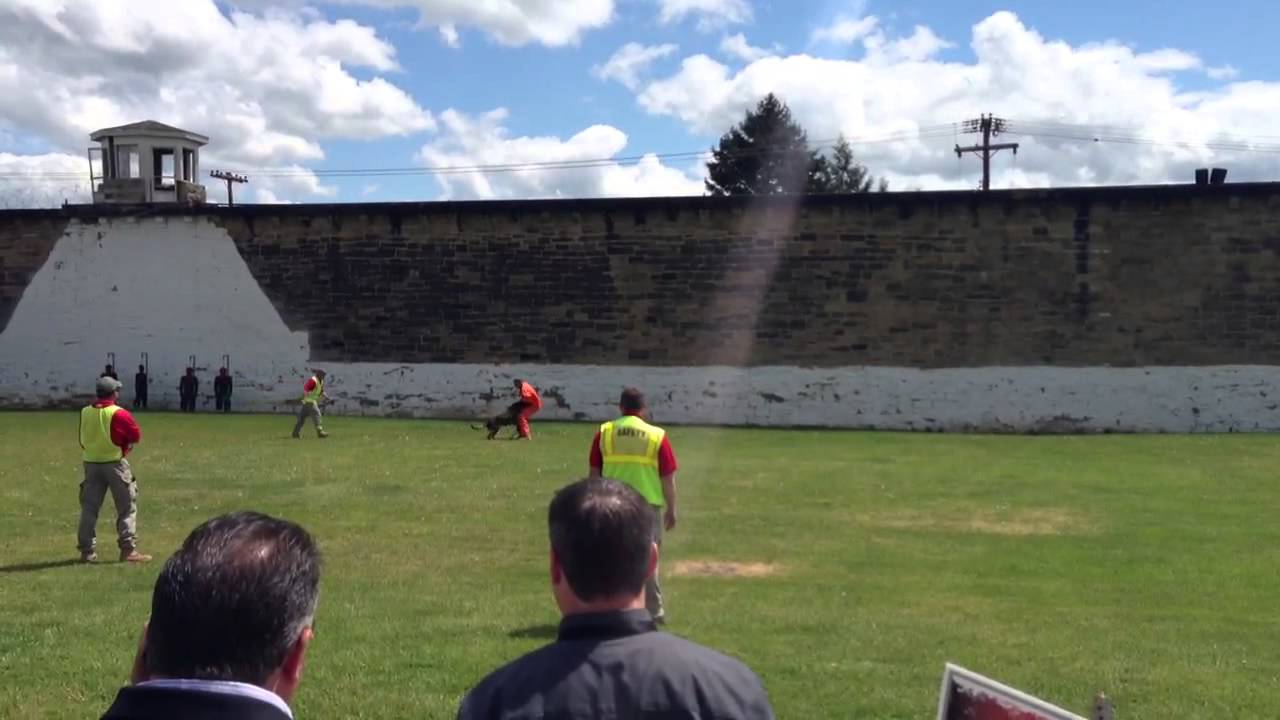 Mock riot 2013 WVDOC K-9 - YouTube