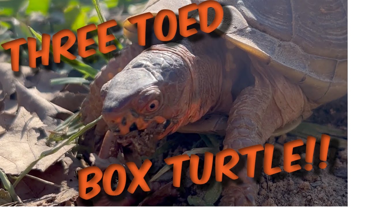 Rare footage: Three Toed Box Turtle munching - YouTube