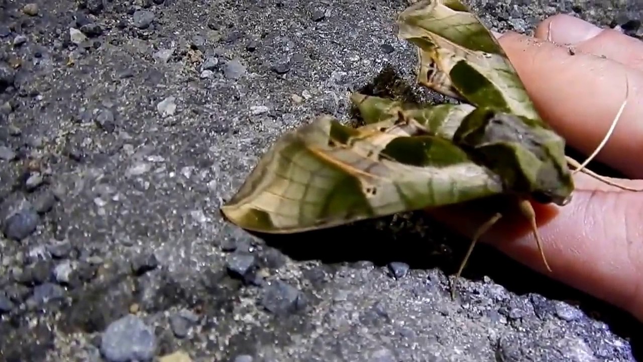 Giant Sphinx Moth. Beautiful Camouflage. - YouTube