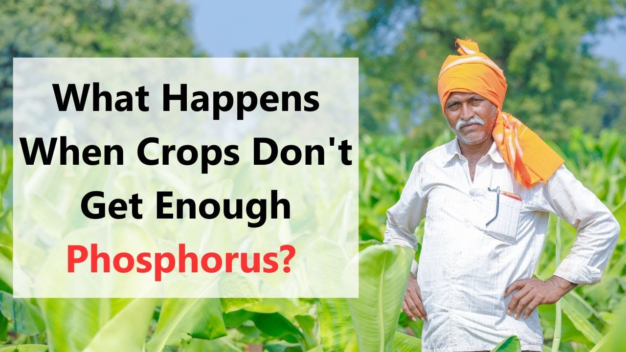 What Happens When Crops Don't Get Enough Phosphorus? 🚜 #FarmerTips # ...