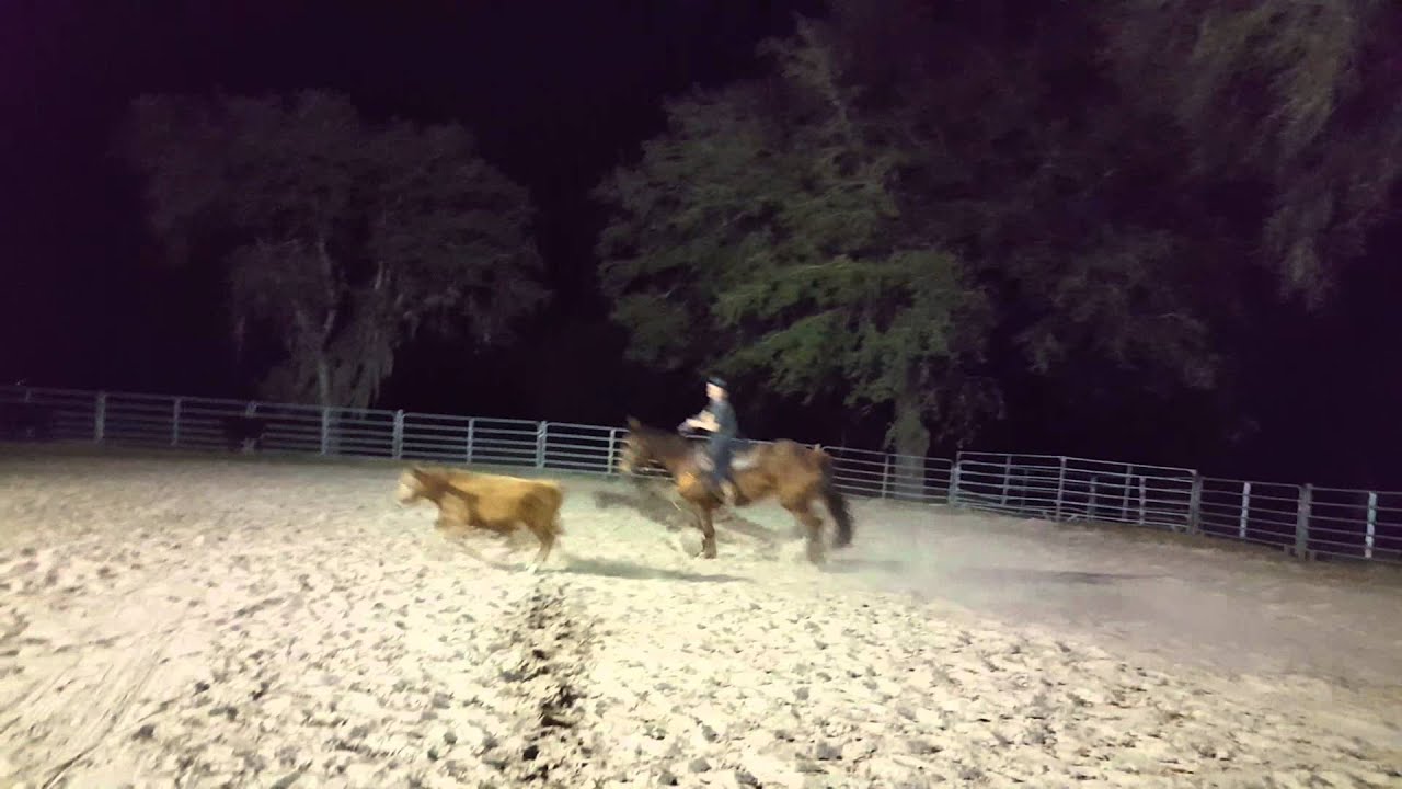Roping a calf with a breakaway rope - YouTube