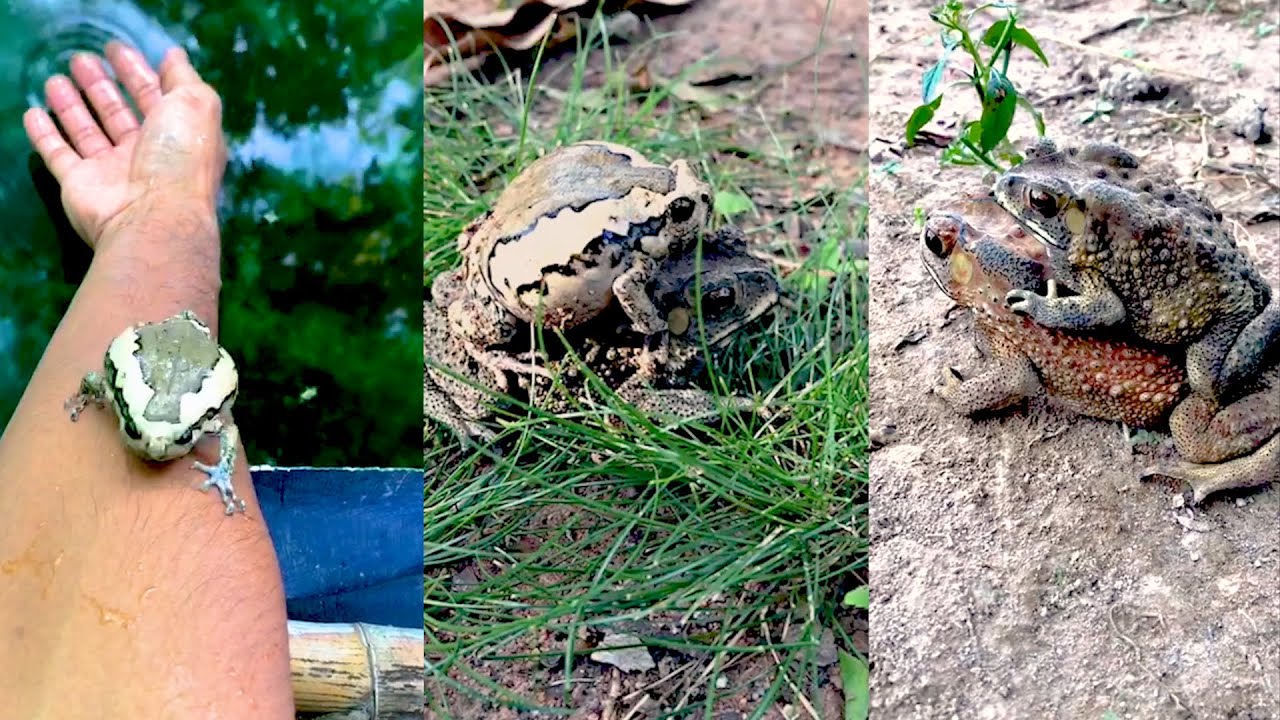Speed Funny Frogs / Catch doble frogs make funny - YouTube