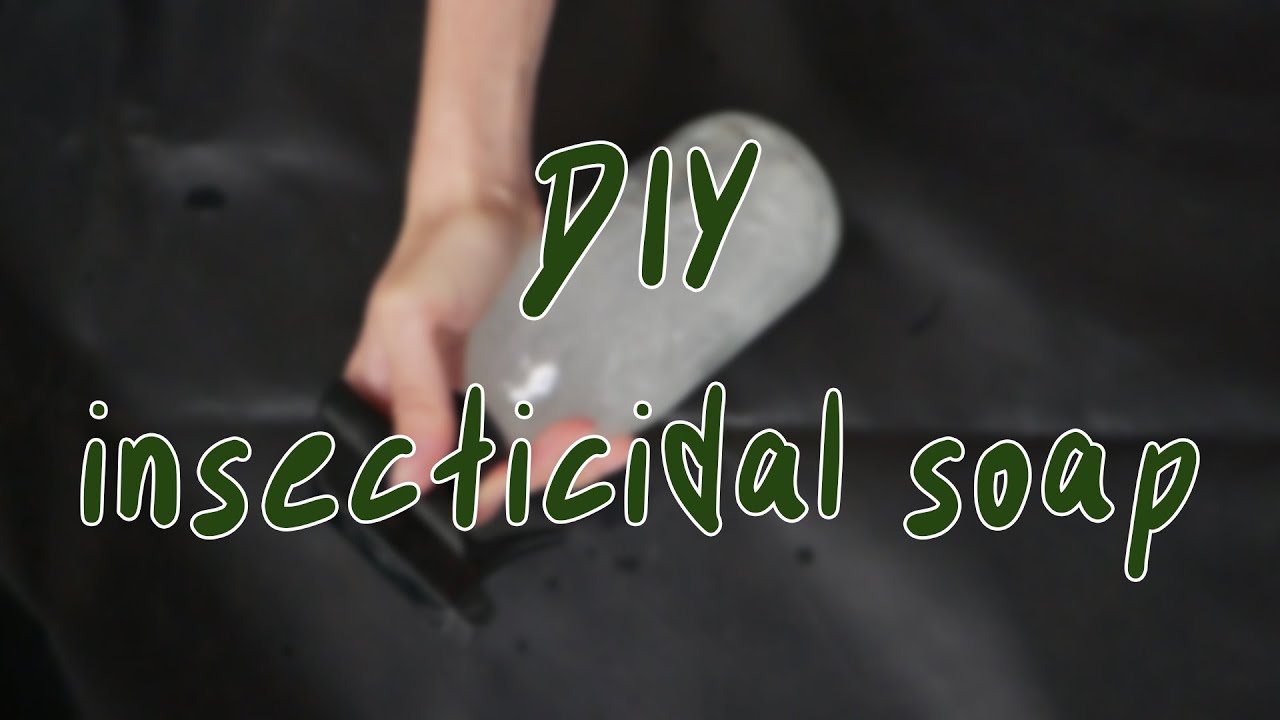 HOW TO MAKE INSECTICIDAL SOAP | houseplant pest control diy - YouTube