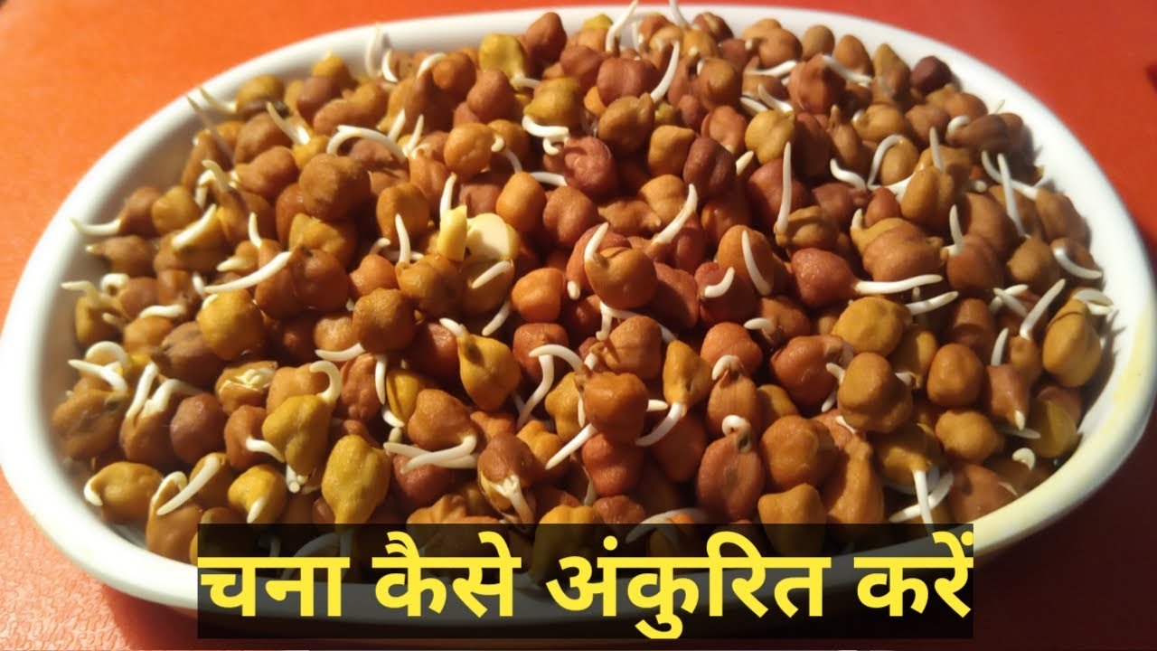 chana kaise ankurit karte hain | ankurit chana | how to sprout chana ...