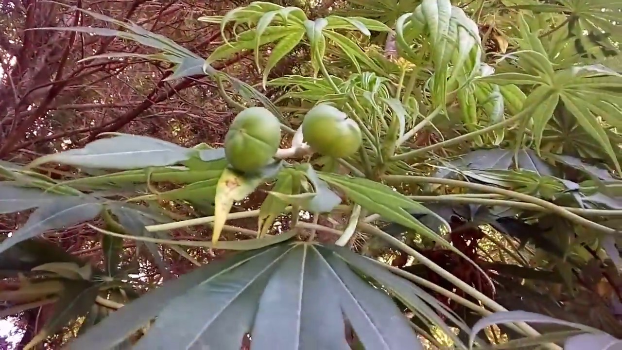 Merthioate a planta que cura cortes na pele - YouTube