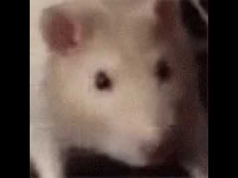 ratJAM - 1 HOURS VERSION - YouTube