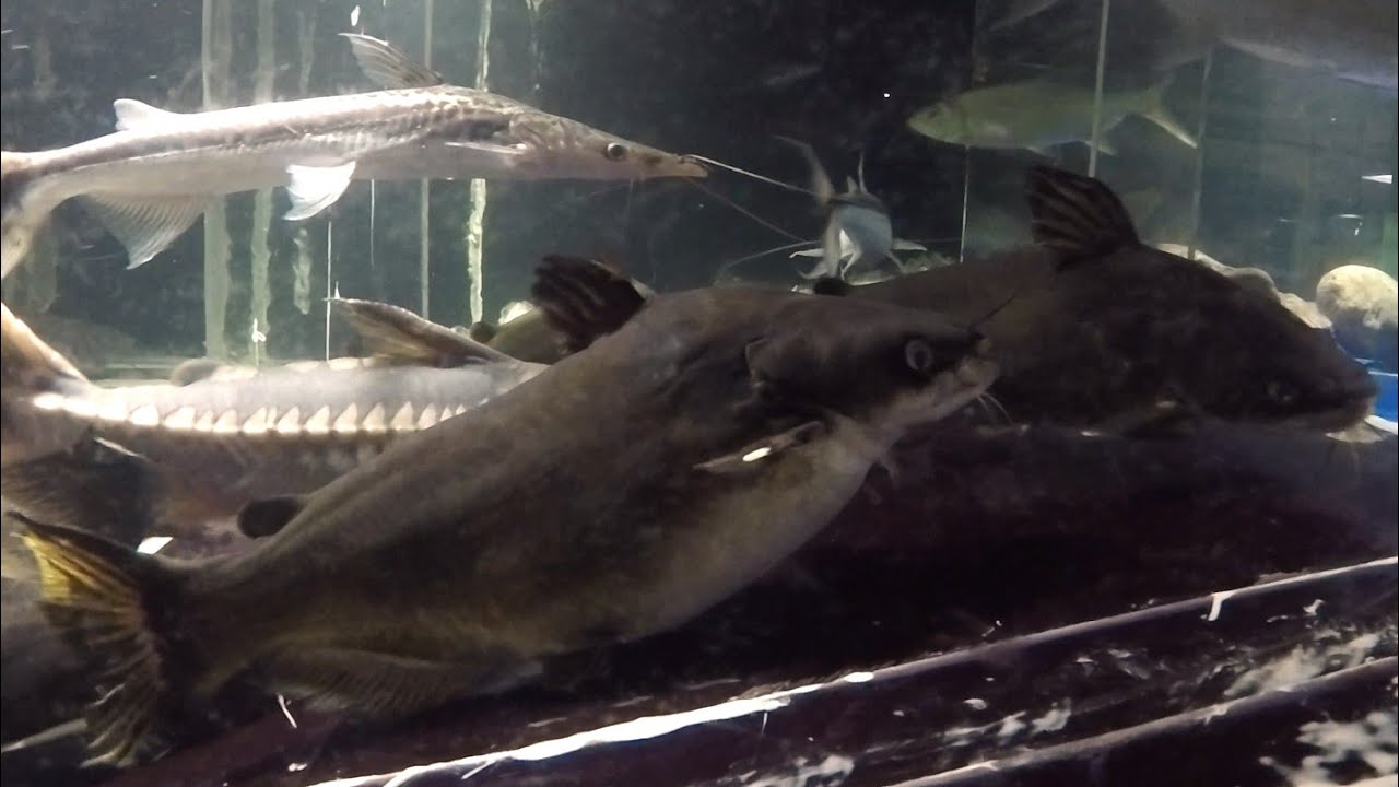 Four 1.5 ft / 45 cm sun catfish in 1800 gal - YouTube