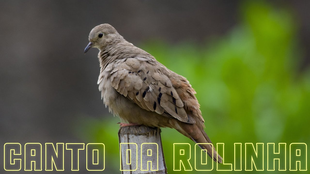 Rolinha cantando ao vivo na natureza para ensinamento de filhotes e ...