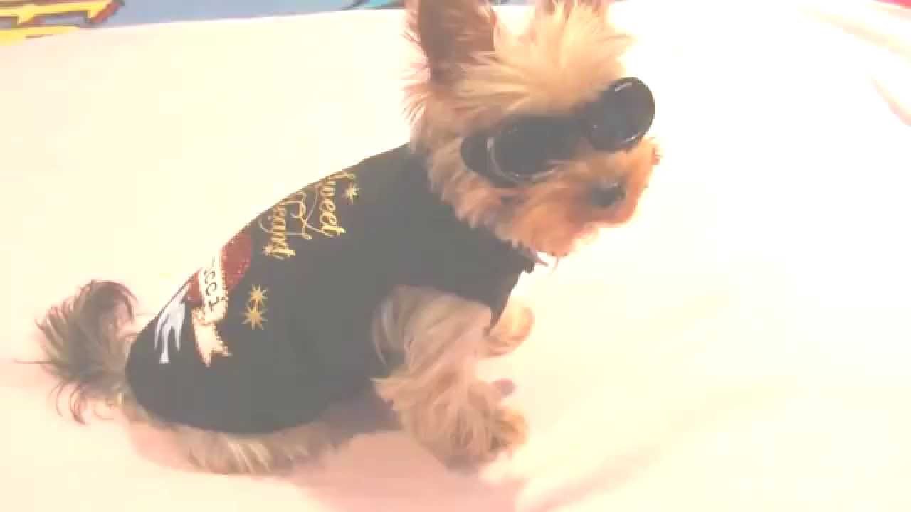 Spoiled Yorkie Outfits - YouTube